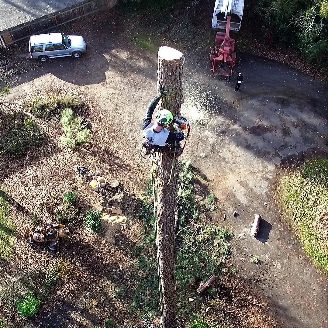 Photos - Quality Tree Service